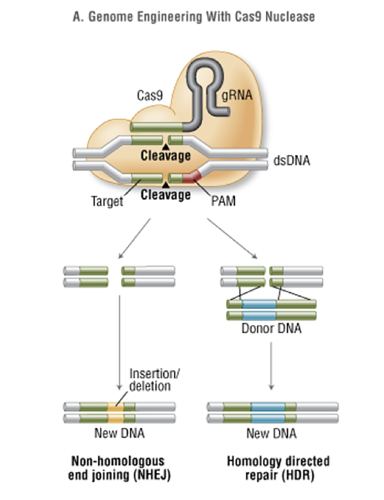 CRISPR - An eye on gene editing - nzoptics