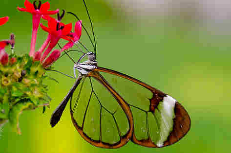 Butterfly-inspired nano implants