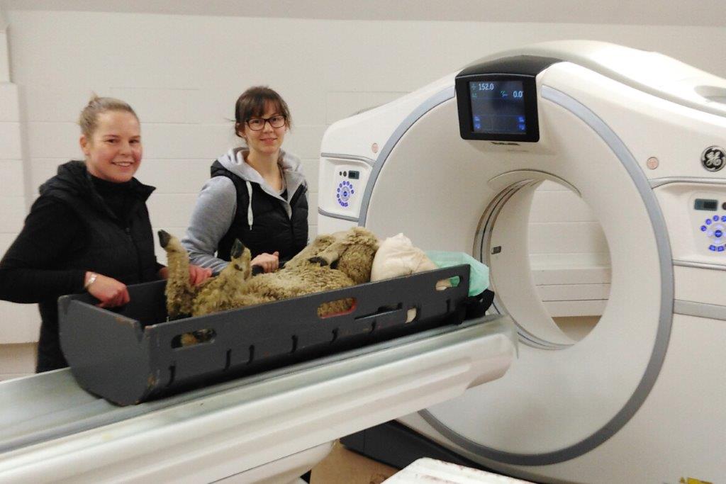 NZ leads Batten disease battle