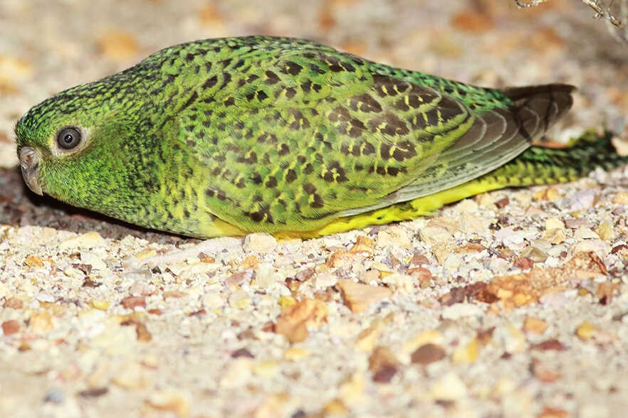 Stars and their eyes… Australia’s Night Parrot