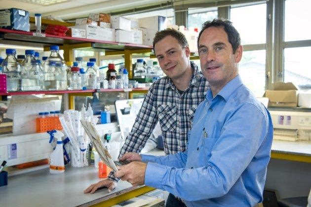 ’Scaffolding’ to restore vision?