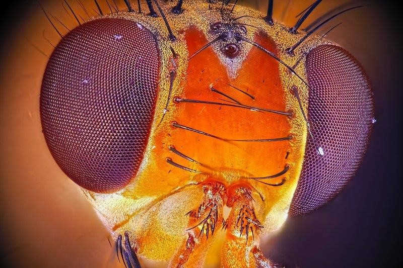 Fruit flies lens learnings